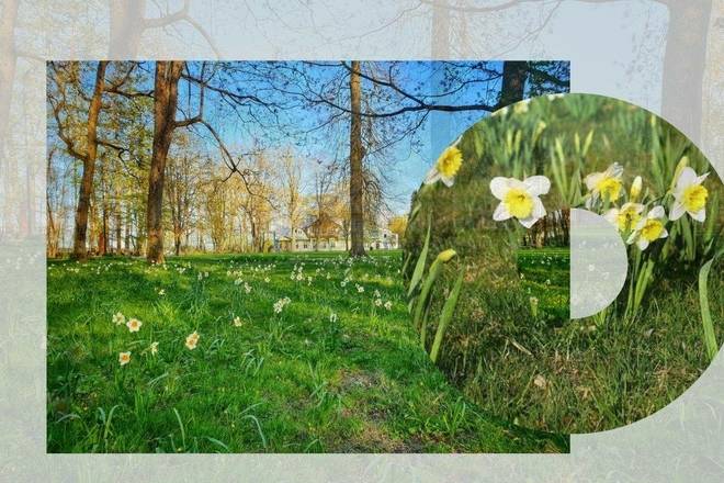 Narcizų pieva Kuršėnų miesto parke